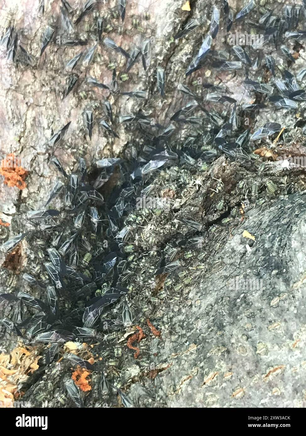 Tree Cattle (Cerastipsocus venosus) Insecta Stock Photo - Alamy