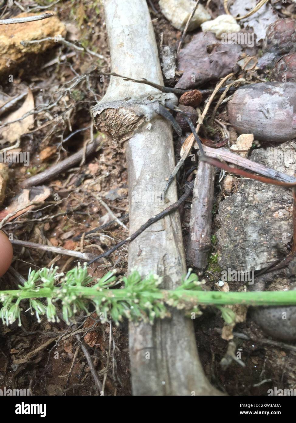 devil's bit (Chamaelirium luteum) Plantae Stock Photo - Alamy