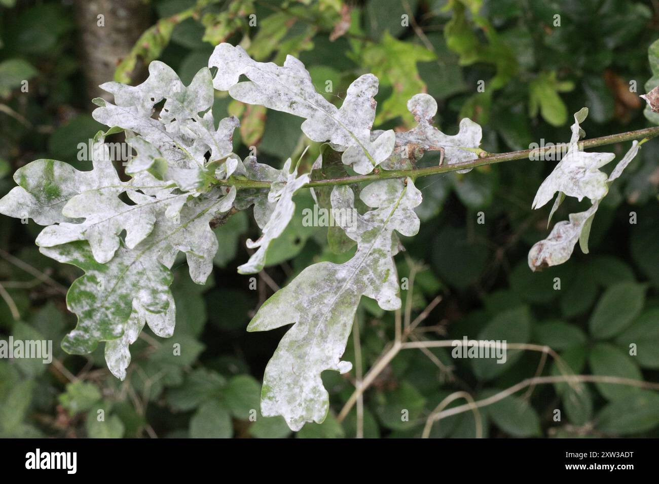 (Erysiphe alphitoides) Fungi Stock Photo - Alamy