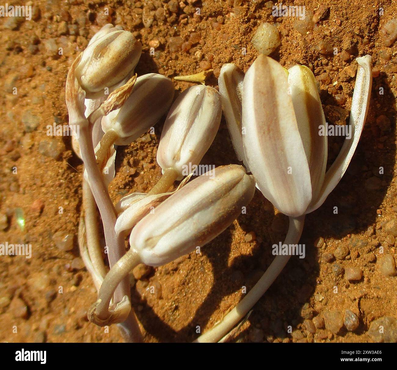 Thick Slime-lily (Albuca setosa) Plantae Stock Photo - Alamy