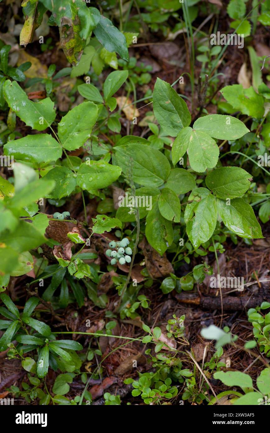 creeping mahonia (Berberis repens) Plantae Stock Photo - Alamy