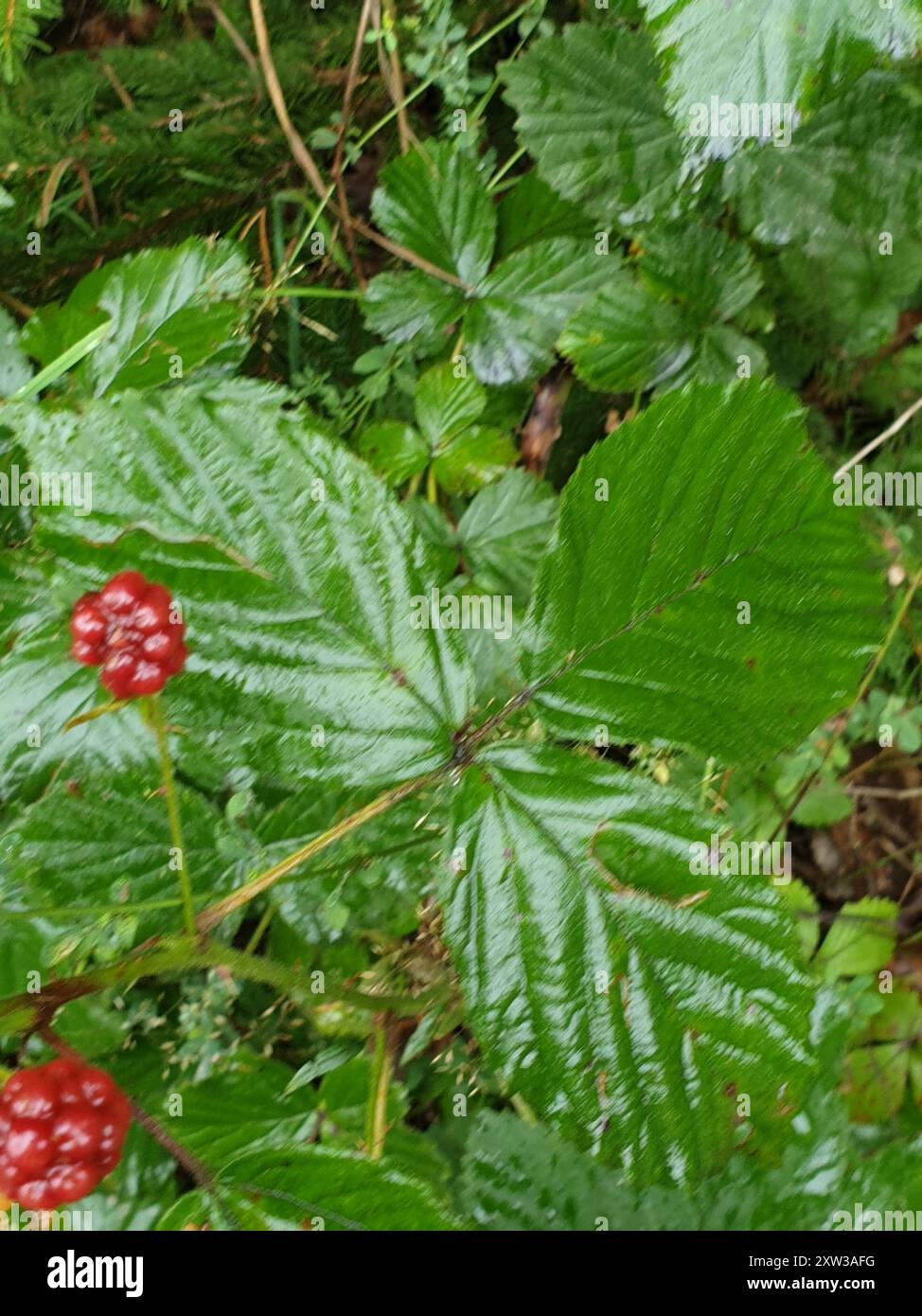brambles (Rubus) Plantae Stock Photo - Alamy