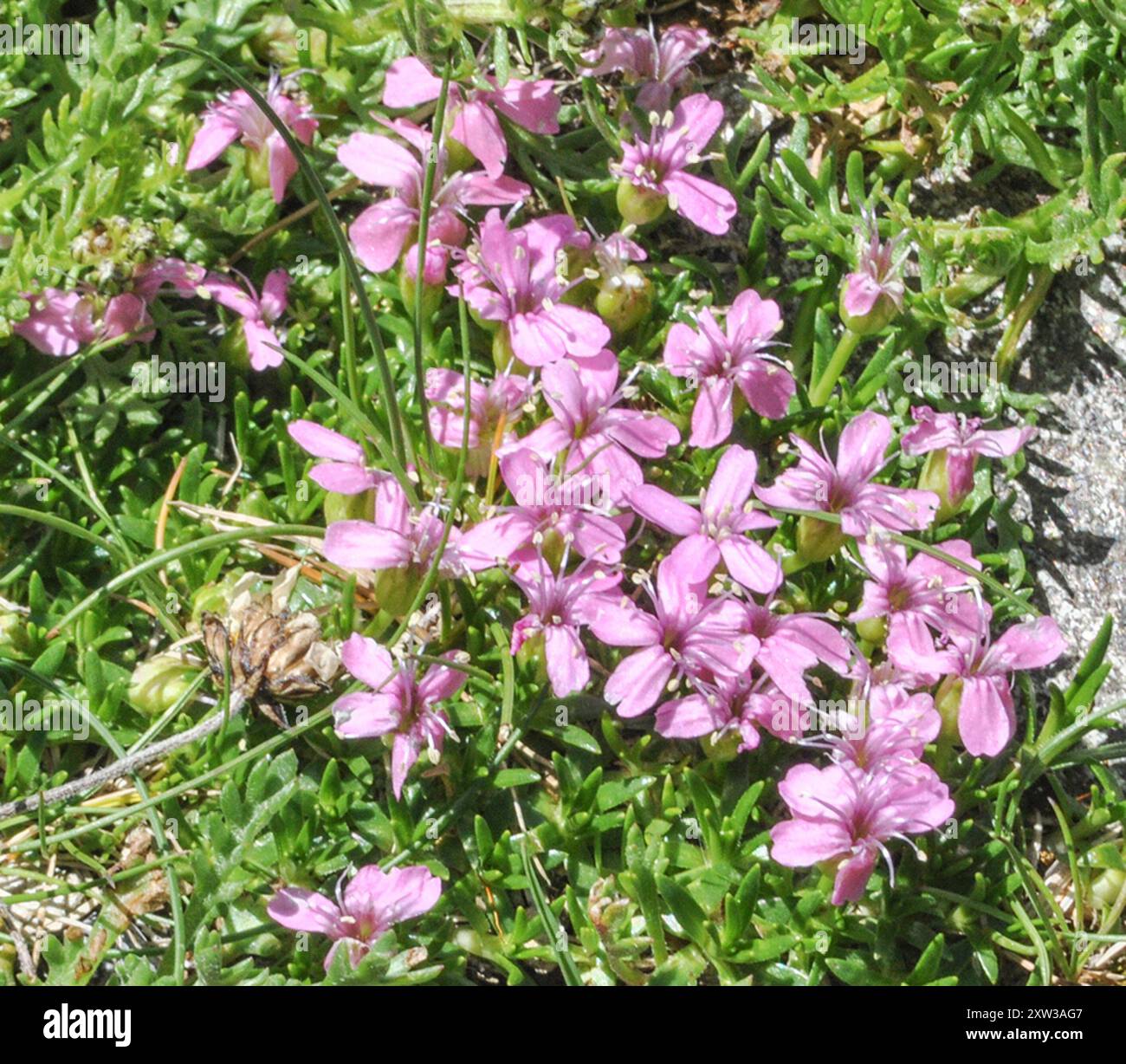 Moss Campion (Silene acaulis) Plantae Stock Photo - Alamy