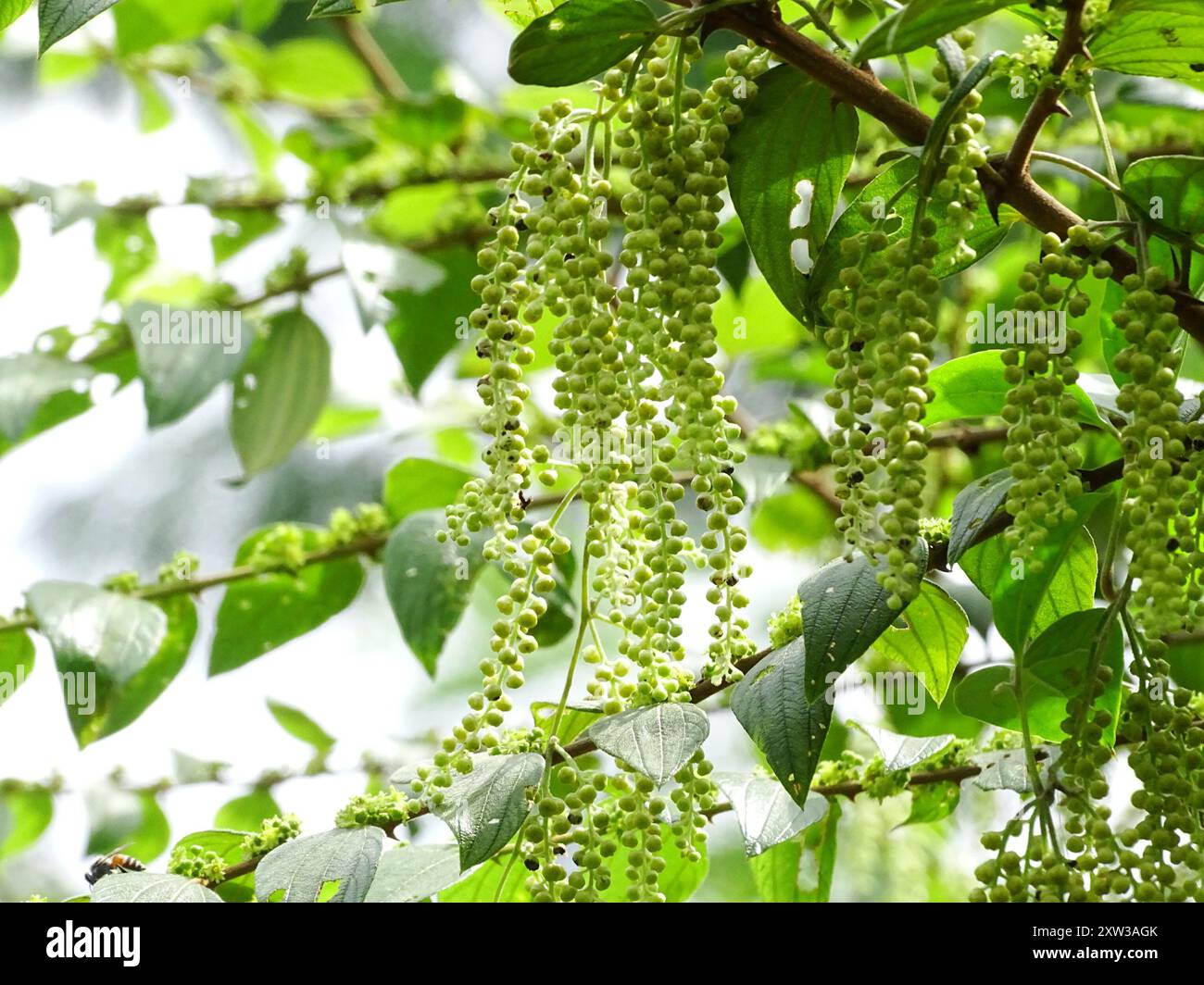Fiveleaf Yam (Dioscorea pentaphylla) Plantae Stock Photo - Alamy