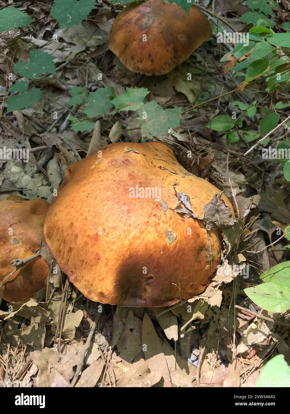boletes (Boletaceae) Fungi Stock Photo - Alamy