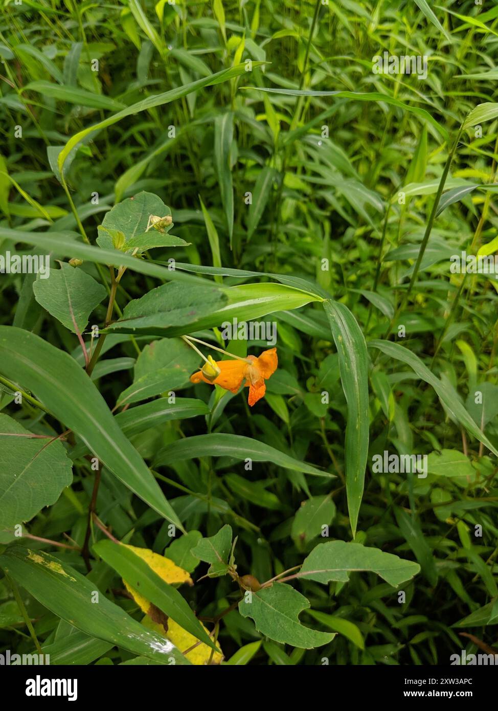 common jewelweed (Impatiens capensis) Plantae Stock Photo - Alamy