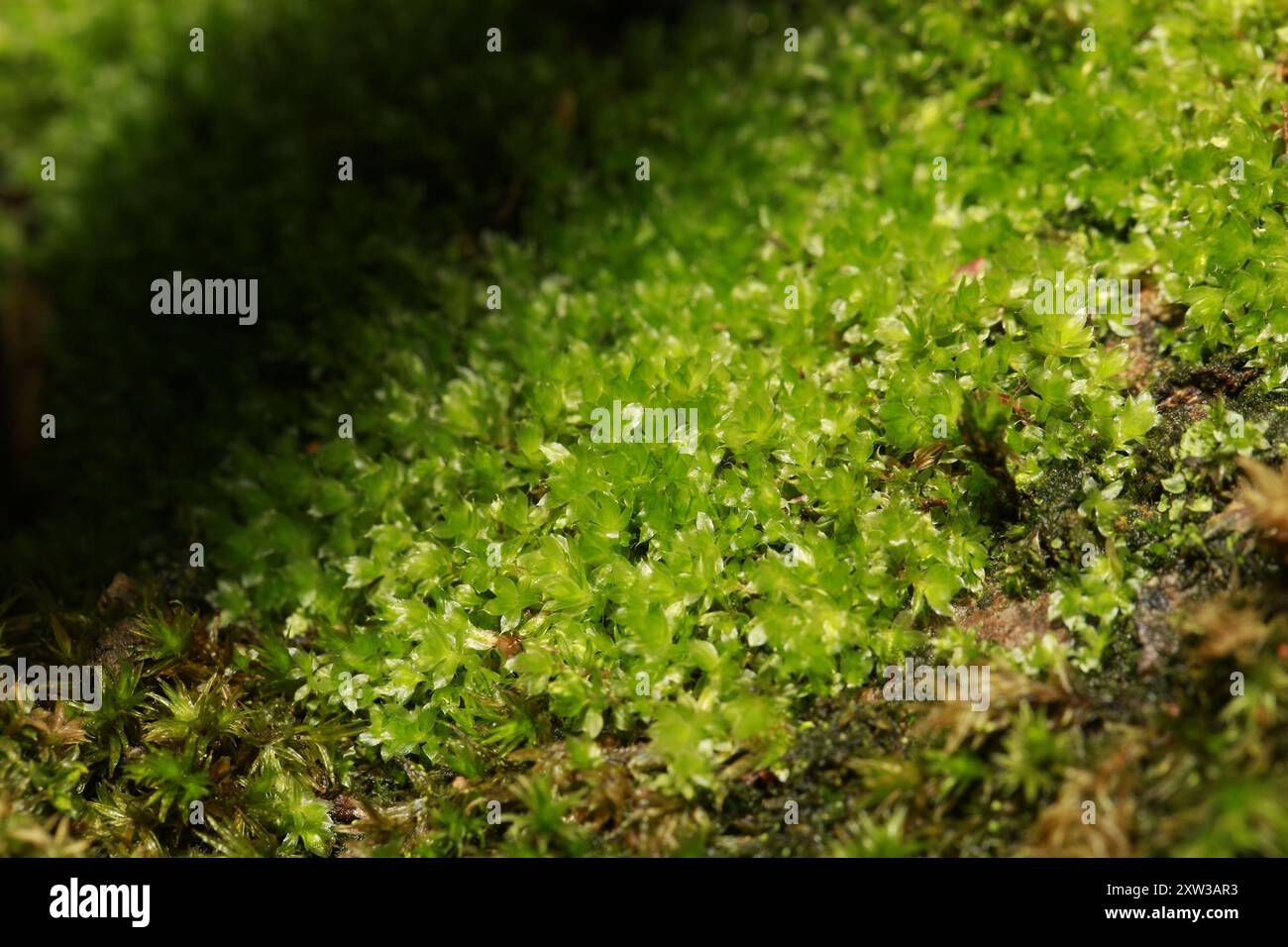 Capillary Thread-moss (Ptychostomum capillare) Plantae Stock Photo - Alamy