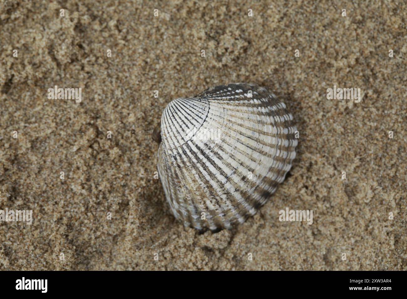 Common Cockle (Cerastoderma edule) Mollusca Stock Photo - Alamy