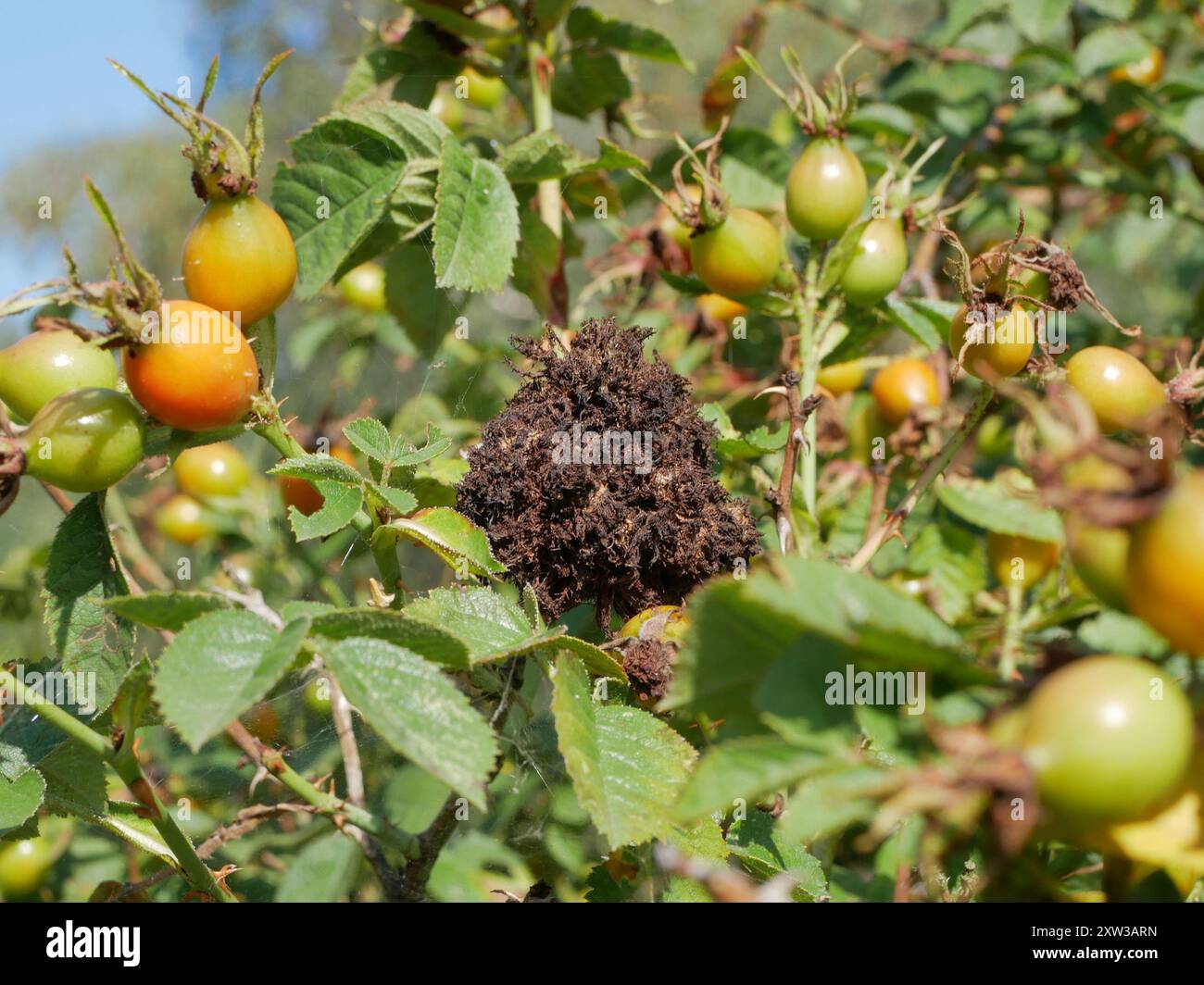 Mossy Rose Gall Wasp (Diplolepis rosae) Insecta Stock Photo - Alamy