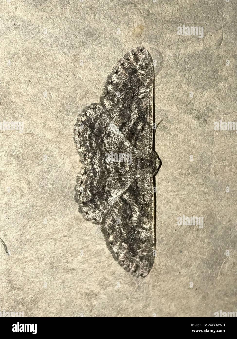 Geometer Moths (Geometridae) Insecta Stock Photo - Alamy