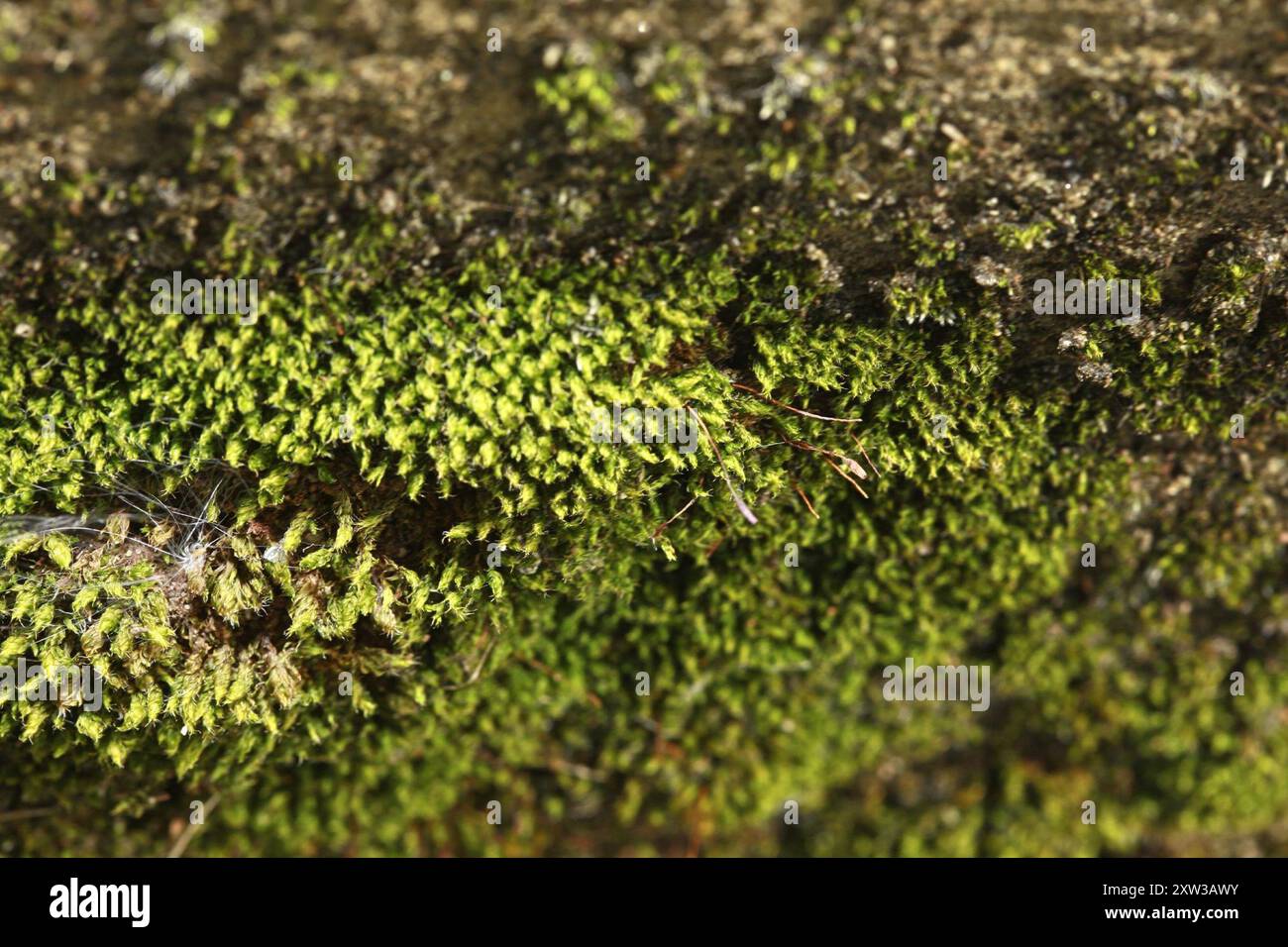 Capillary Thread-moss (Ptychostomum capillare) Plantae Stock Photo - Alamy