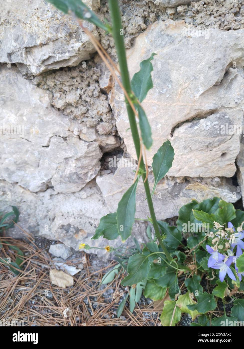Campanula pyramidalis hi-res stock photography and images - Alamy