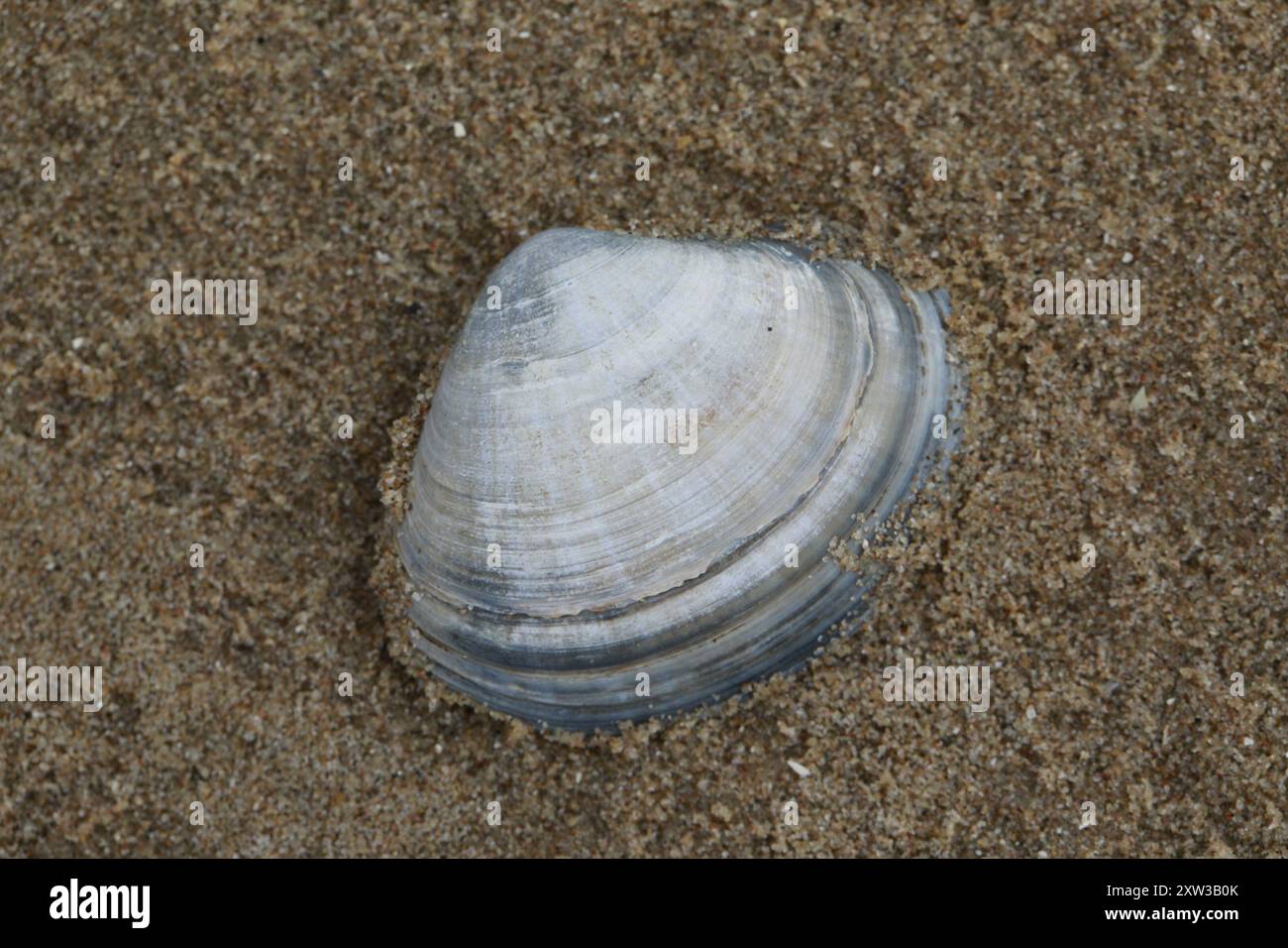 Rayed trough shell hi-res stock photography and images - Alamy