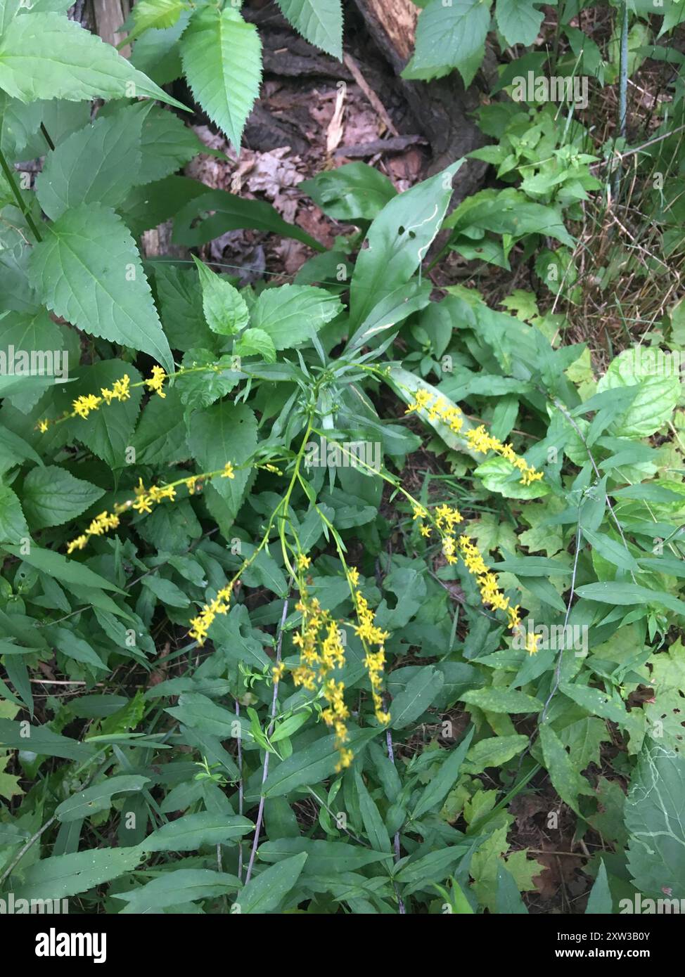 early goldenrod (Solidago juncea) Plantae Stock Photo - Alamy