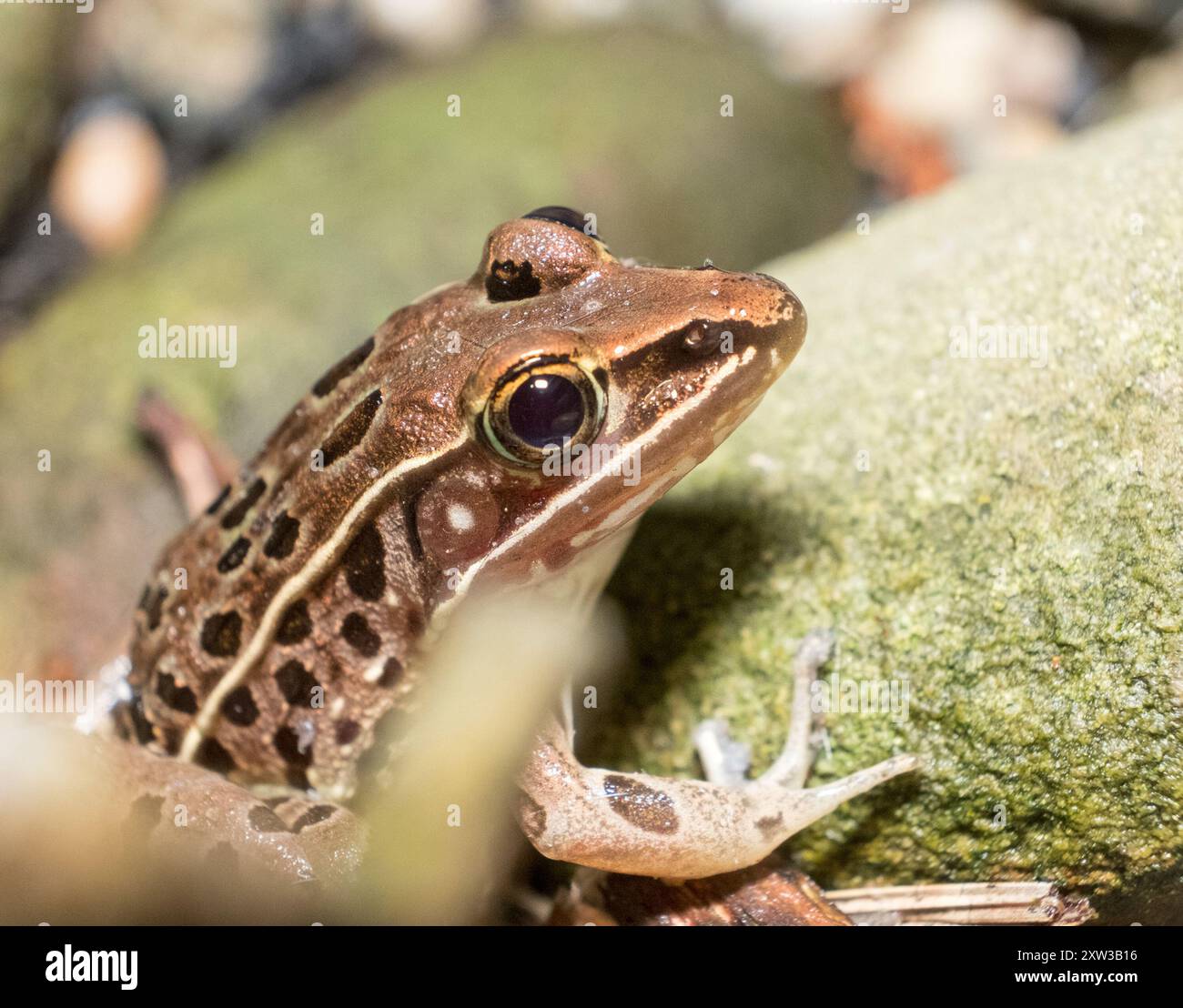 Southern Leopard Frog (Lithobates sphenocephalus) Amphibia Stock Photo ...