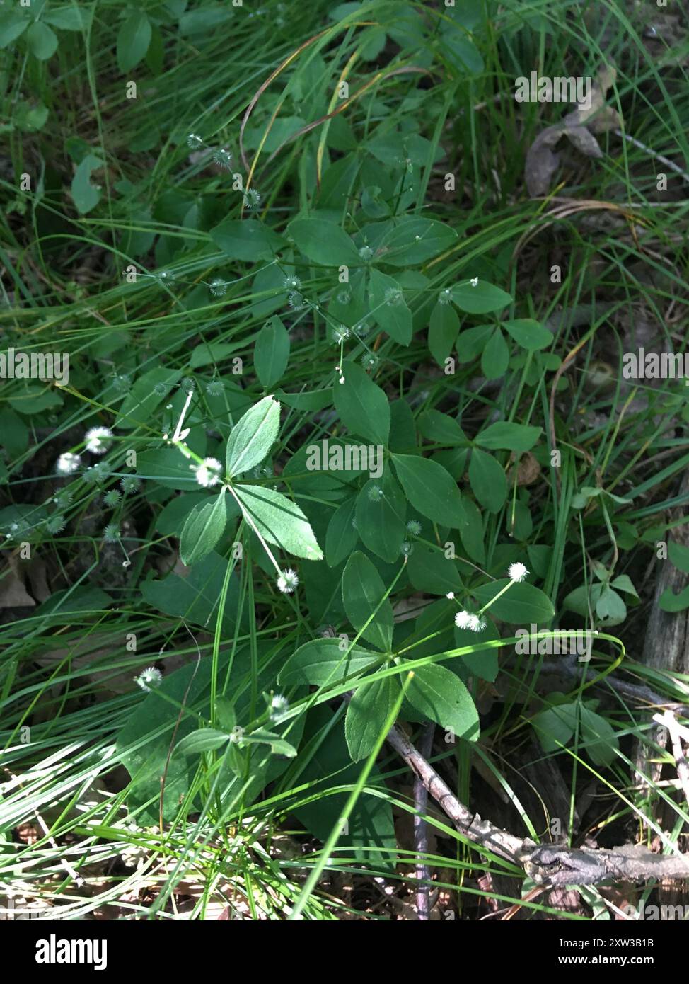 licorice bedstraw (Galium circaezans) Plantae Stock Photo - Alamy