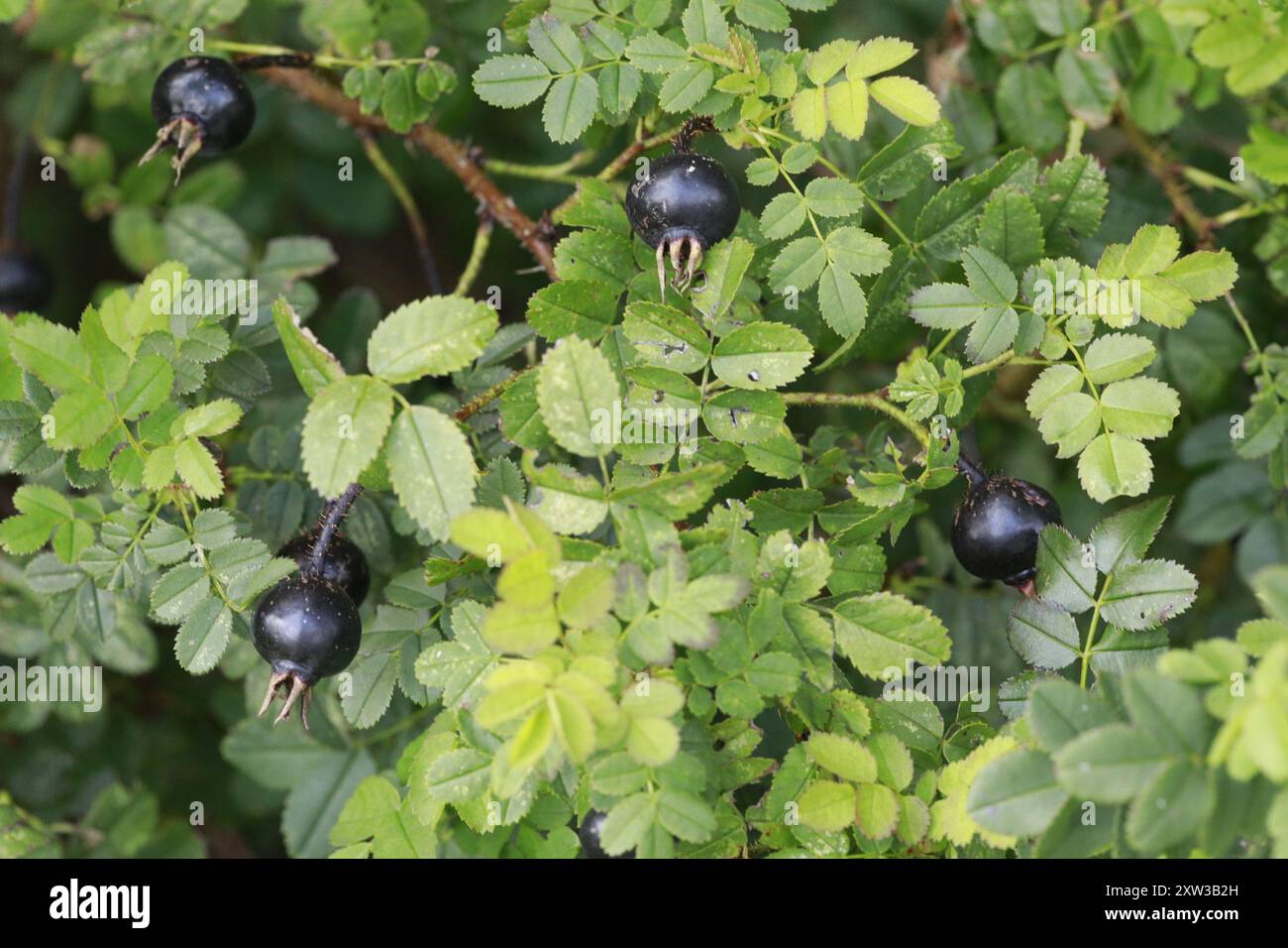 Burnet Rose (Rosa spinosissima) Plantae Stock Photo - Alamy