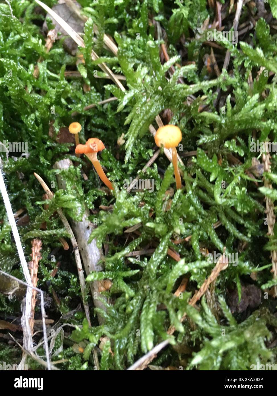 Orange Moss Navel (Rickenella fibula) Fungi Stock Photo - Alamy