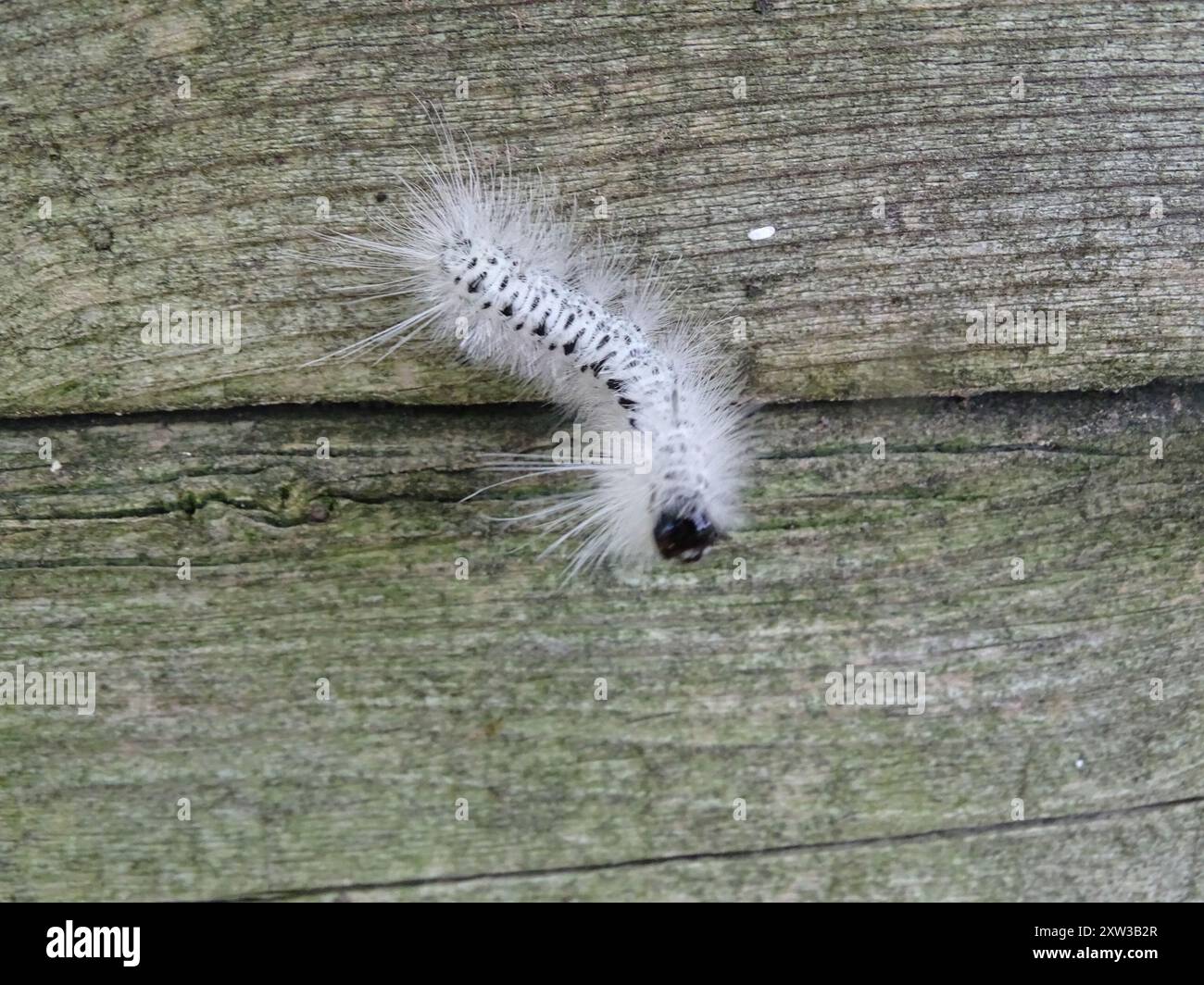 Hickory Tussock Moth (Lophocampa caryae) Insecta Stock Photo - Alamy