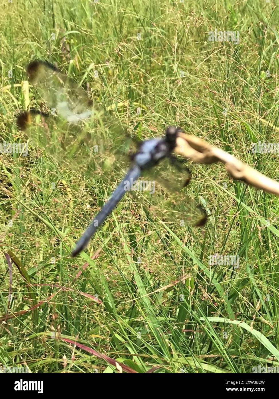 Great Blue Skimmer (Libellula vibrans) Insecta Stock Photo - Alamy