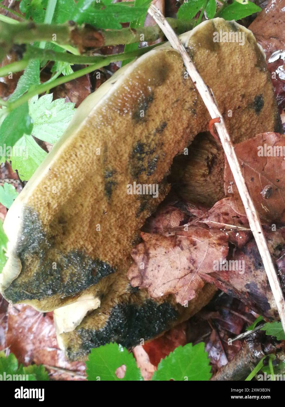 boletes (Boletaceae) Fungi Stock Photo - Alamy