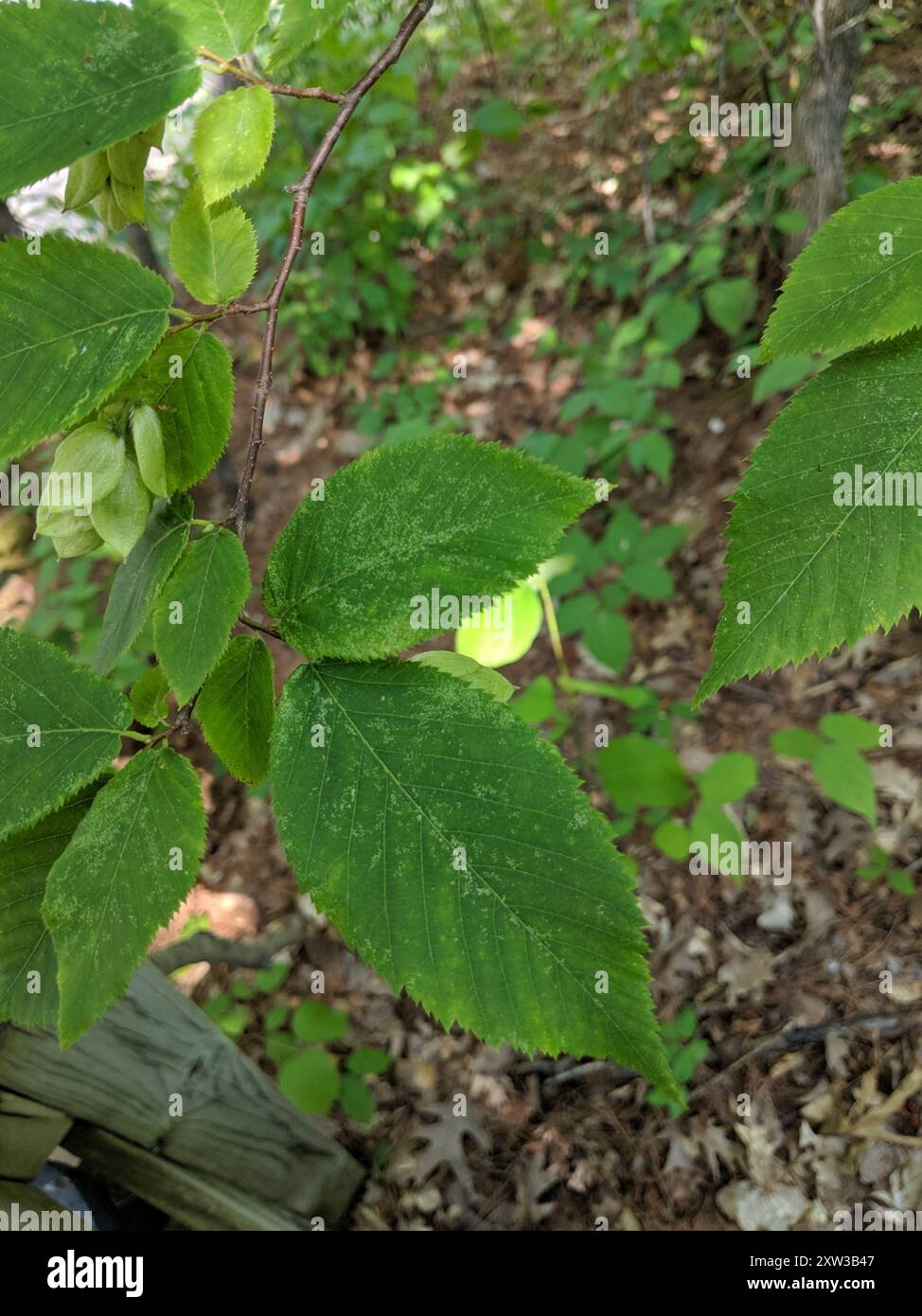 American hophornbeam (Ostrya virginiana) Plantae Stock Photo - Alamy