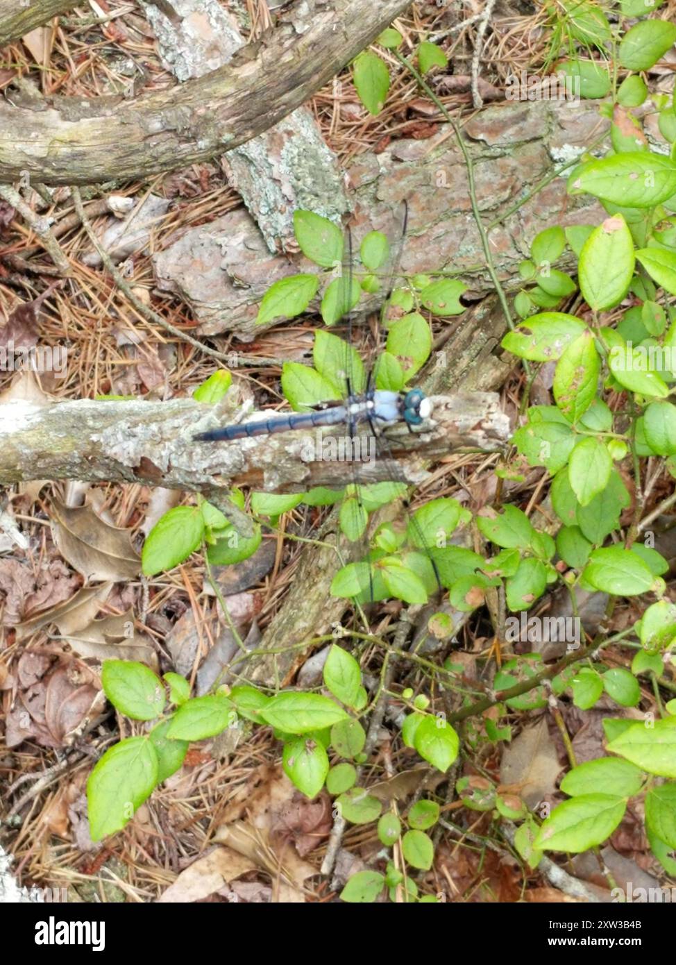 Great Blue Skimmer (Libellula vibrans) Insecta Stock Photo - Alamy