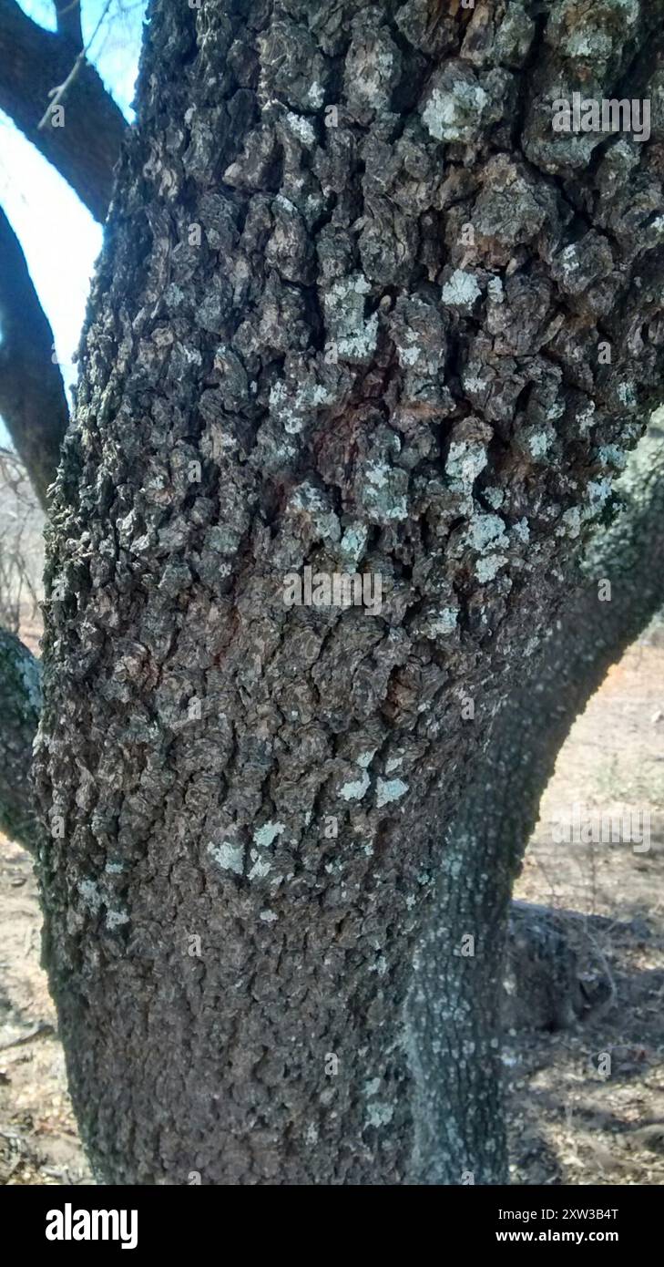 tamboti (Spirostachys africana) Plantae Stock Photo - Alamy