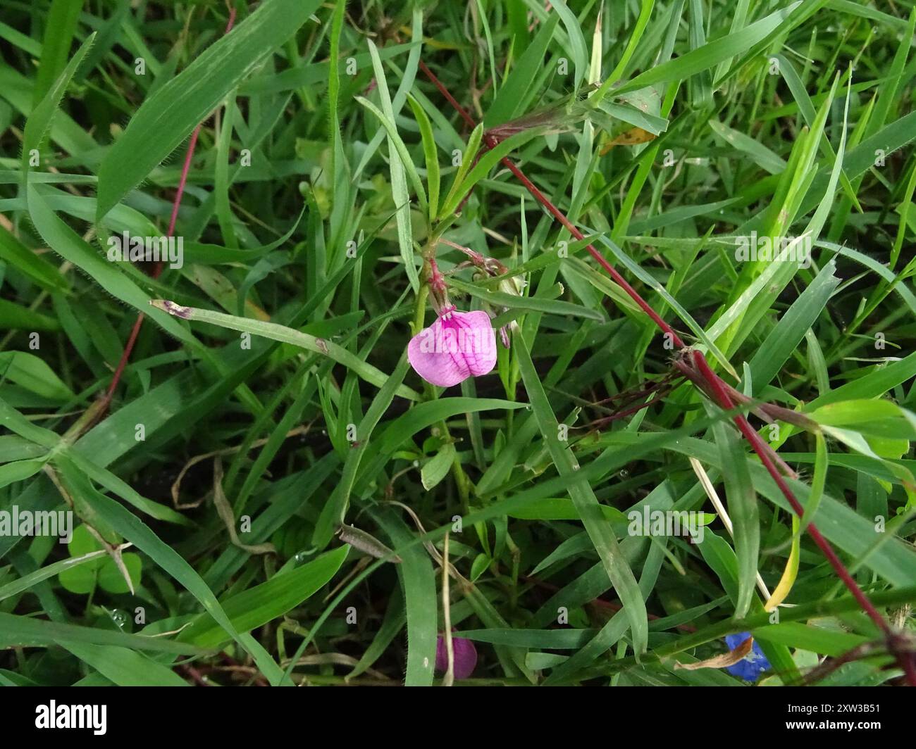 Spade Flower (Pigea enneasperma) Plantae Stock Photo - Alamy