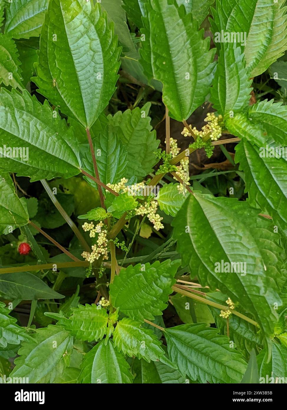 Canada clearweed (Pilea pumila) Plantae Stock Photo - Alamy