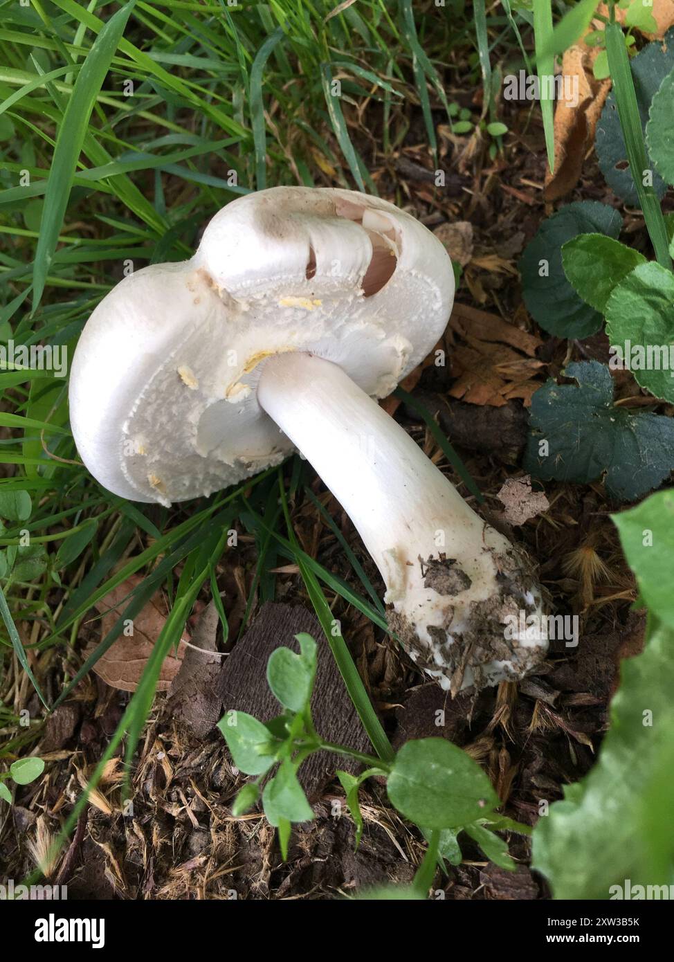 Yellow Stainer (Agaricus xanthodermus) Fungi Stock Photo - Alamy