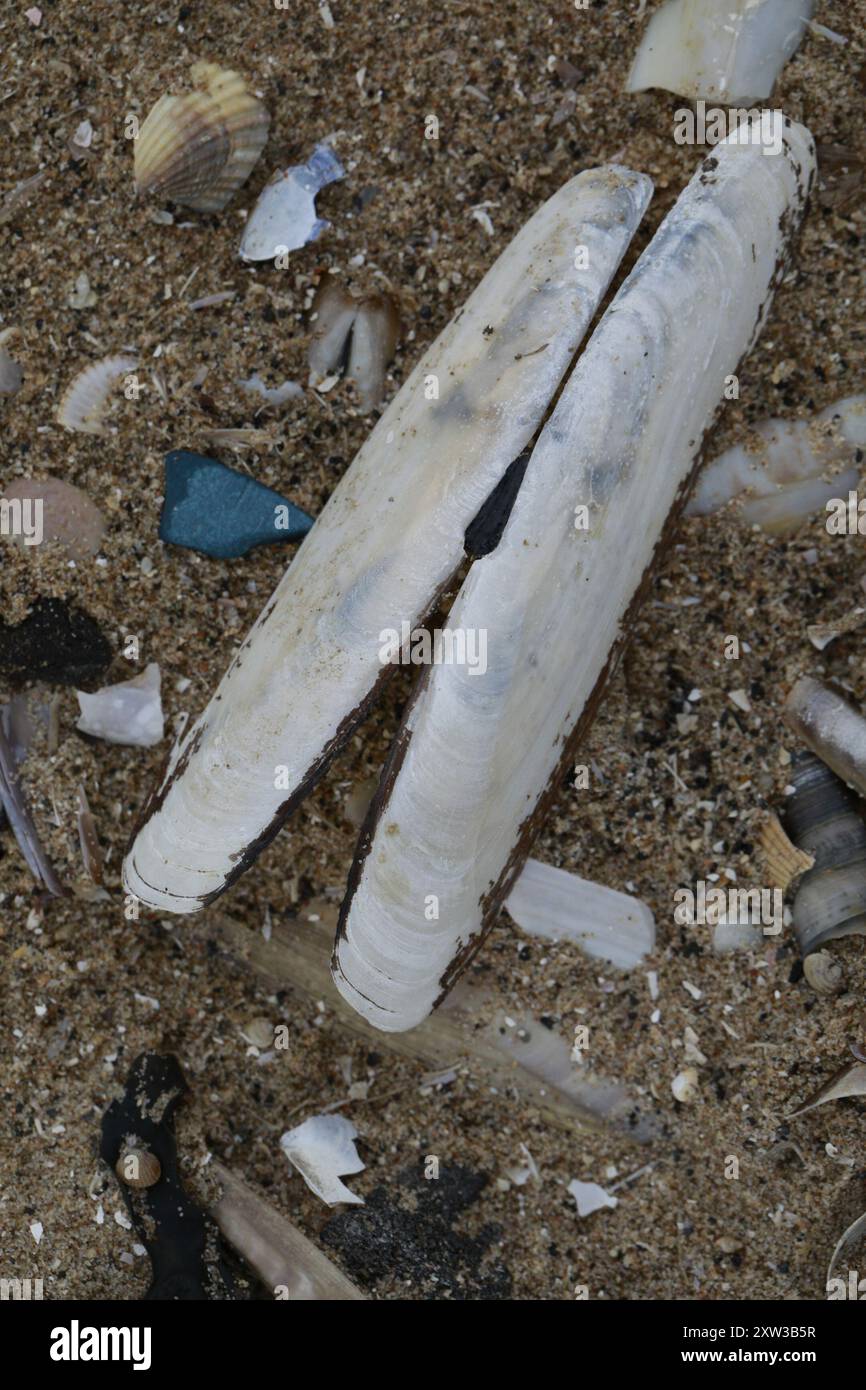 Pod Razor (Pharus legumen) Mollusca Stock Photo - Alamy