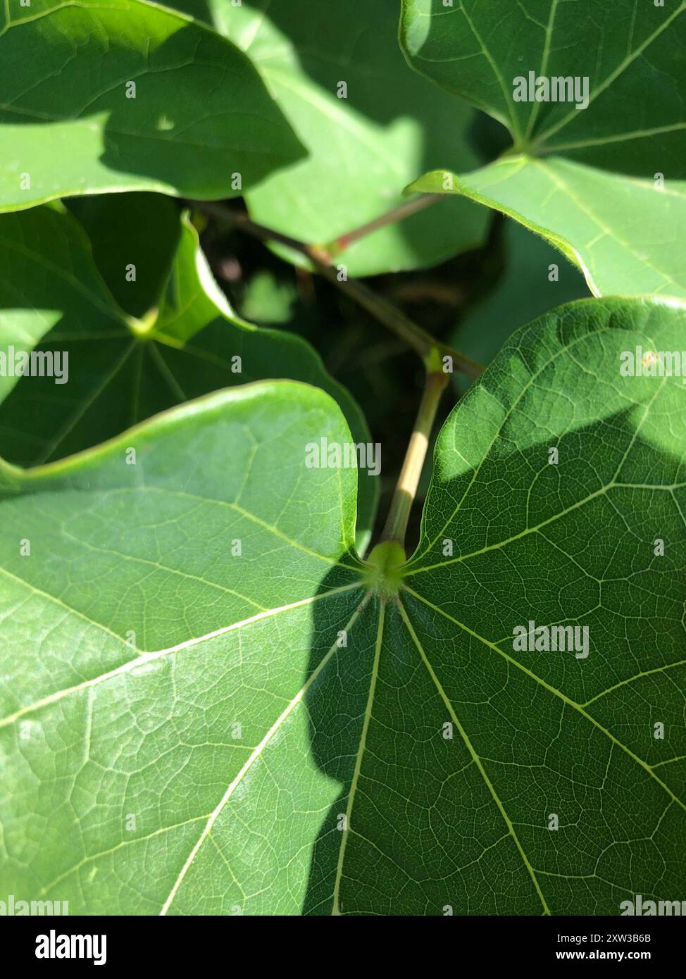 flowering plants (Angiospermae) Plantae Stock Photo - Alamy