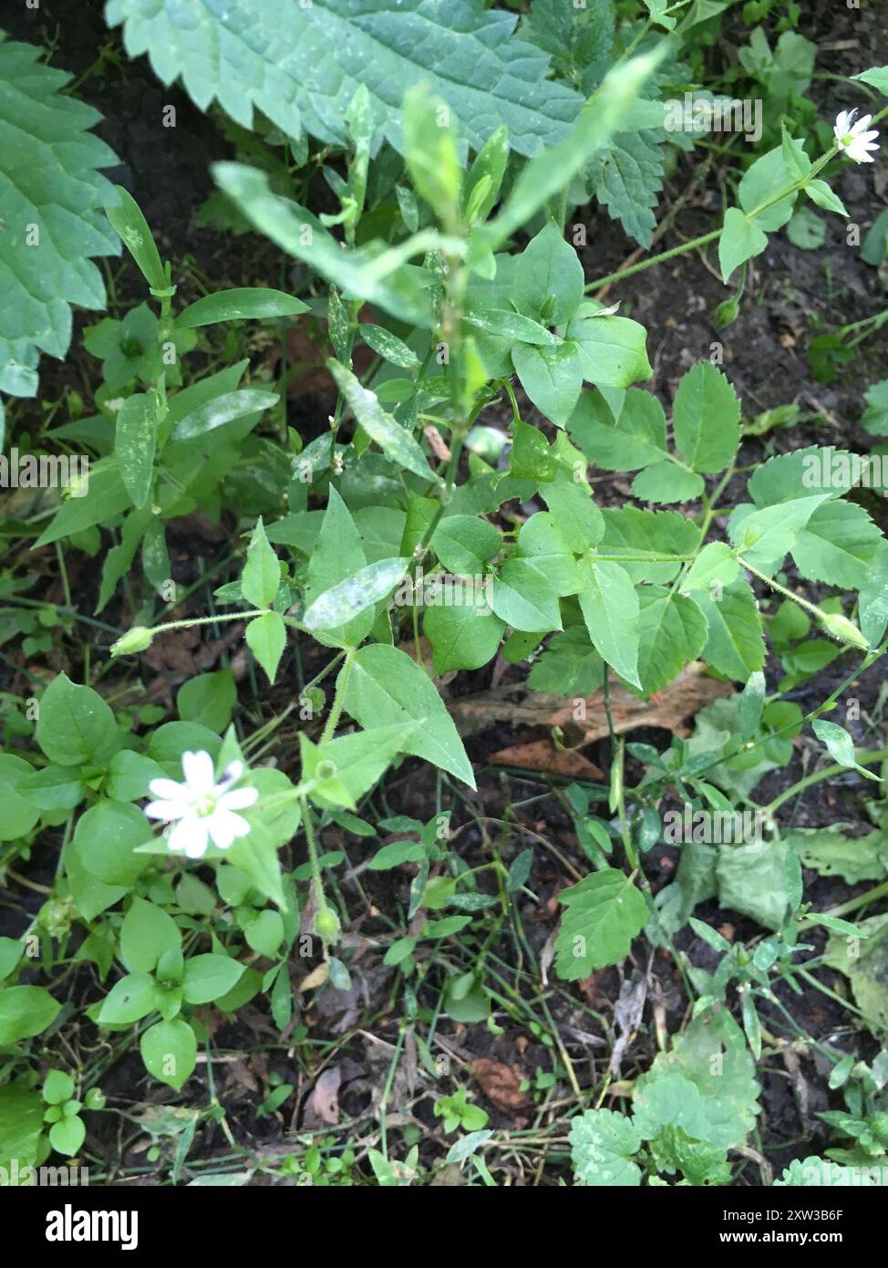 Water Chickweed (Stellaria aquatica) Plantae Stock Photo - Alamy