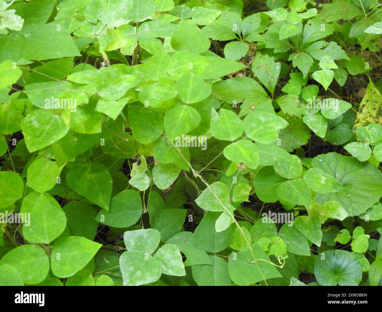 American hog-peanut (Amphicarpaea bracteata) Plantae Stock Photo - Alamy