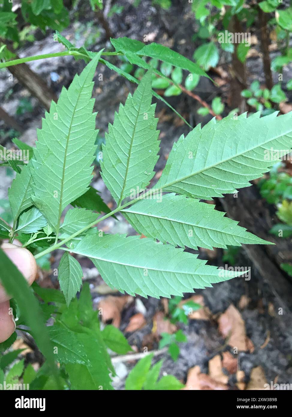Devil's Beggarticks (Bidens frondosa) Plantae Stock Photo - Alamy