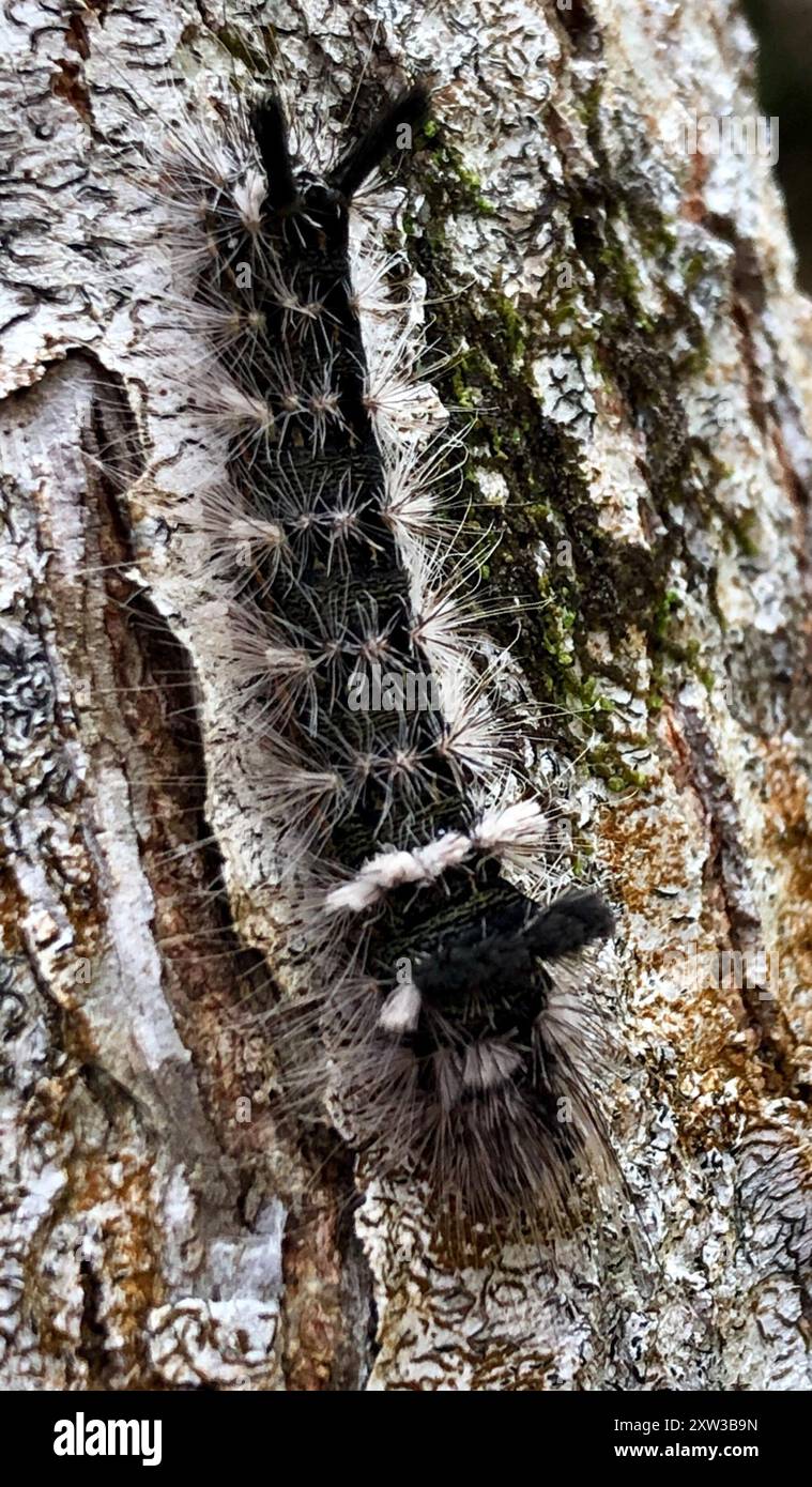 Powdered Dagger (Acronicta impleta) Insecta Stock Photo - Alamy