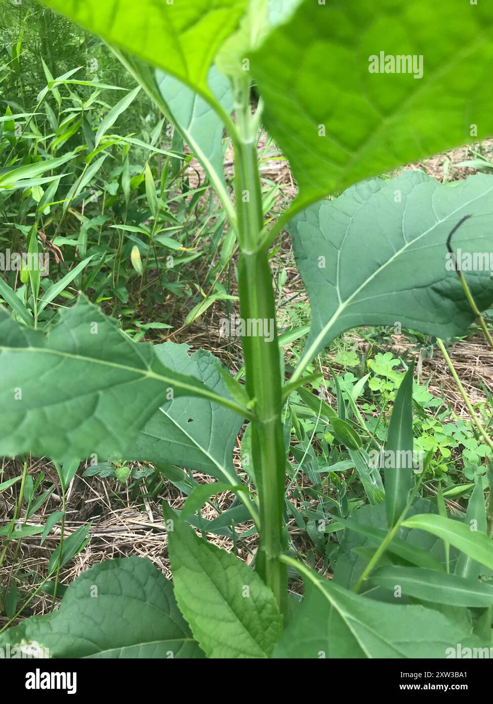 Yellow Crownbeard (Verbesina occidentalis) Plantae Stock Photo - Alamy