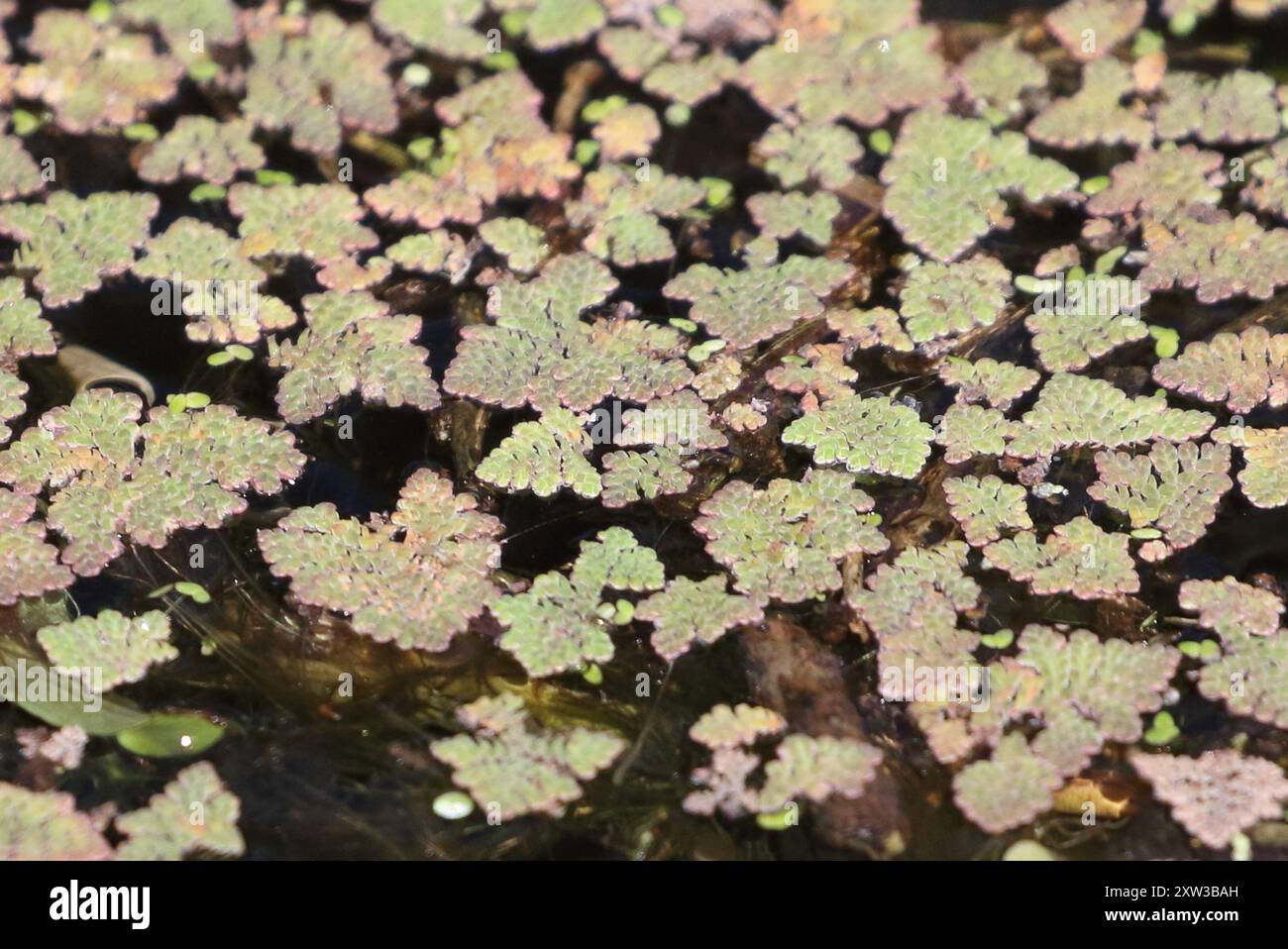Feathered Mosquito Fern (Azolla pinnata) Plantae Stock Photo - Alamy