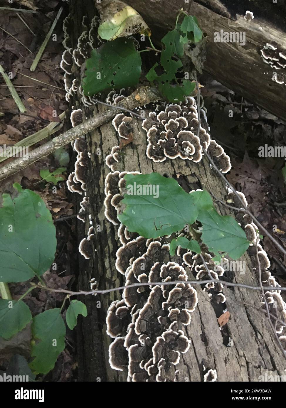 shelf fungi (Polyporales) Fungi Stock Photo - Alamy