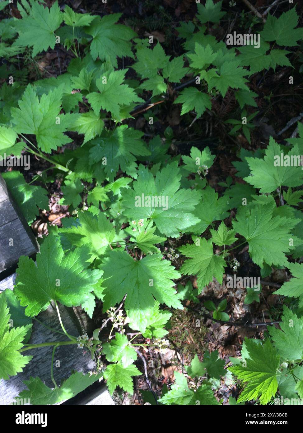 skunk currant (Ribes glandulosum) Plantae Stock Photo - Alamy