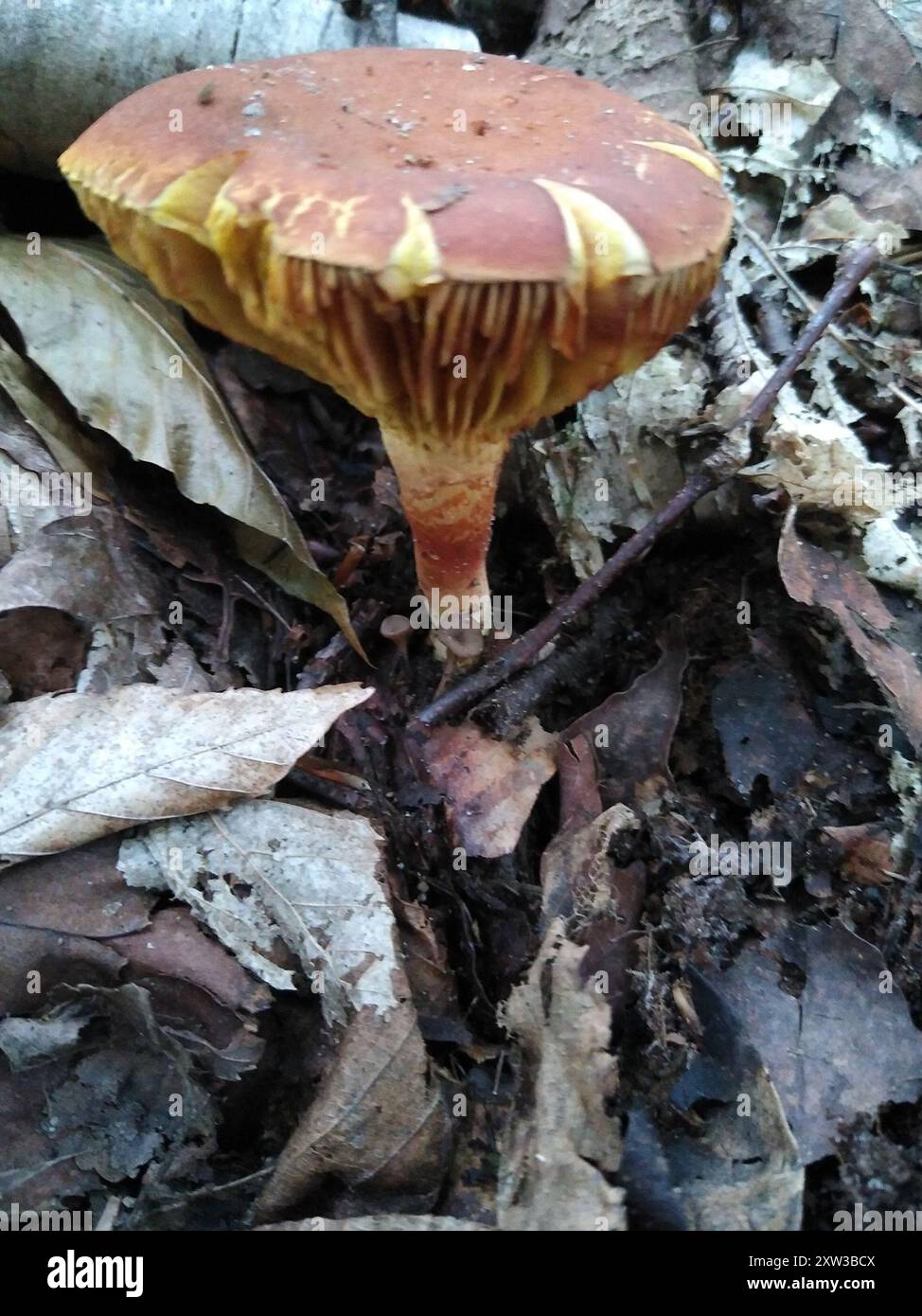 Gilled Bolete (Phylloporus leucomycelinus) Fungi Stock Photo - Alamy
