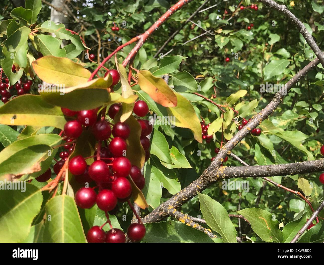 chokecherry (Prunus virginiana) Plantae Stock Photo - Alamy