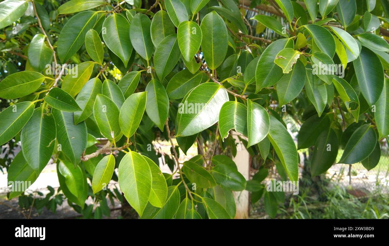 Pacific Banyan (Ficus prolixa) Plantae Stock Photo - Alamy