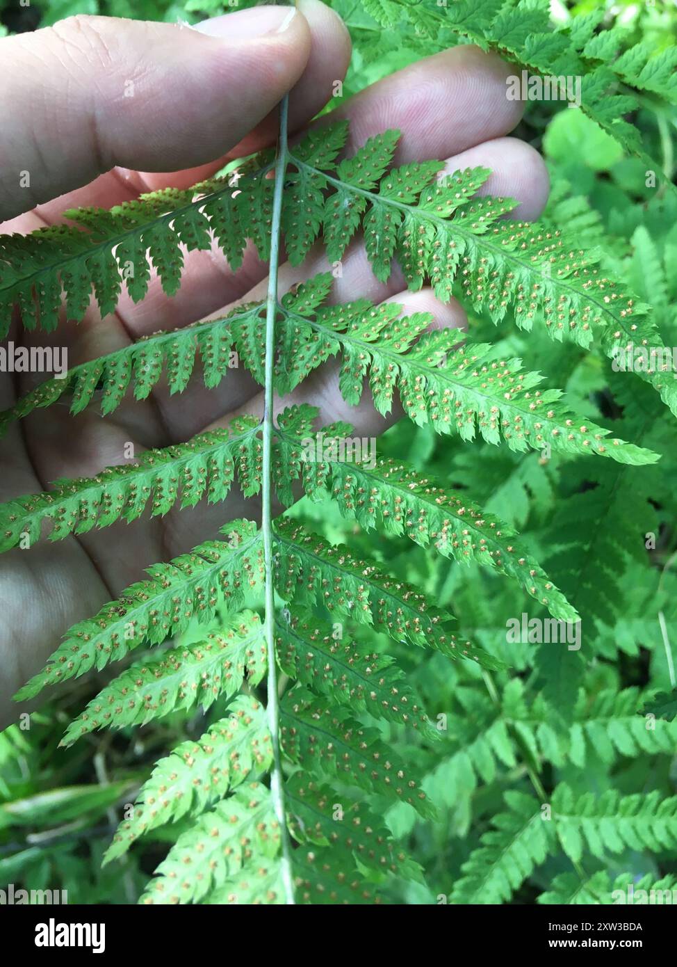 spinulose wood fern (Dryopteris carthusiana) Plantae Stock Photo - Alamy