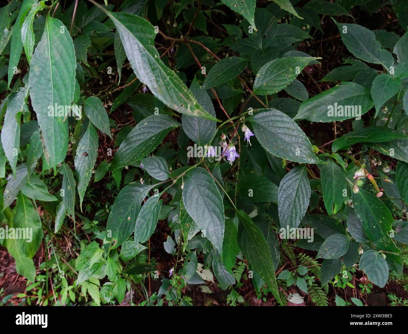 (Strobilanthes ciliata) Plantae Stock Photo - Alamy