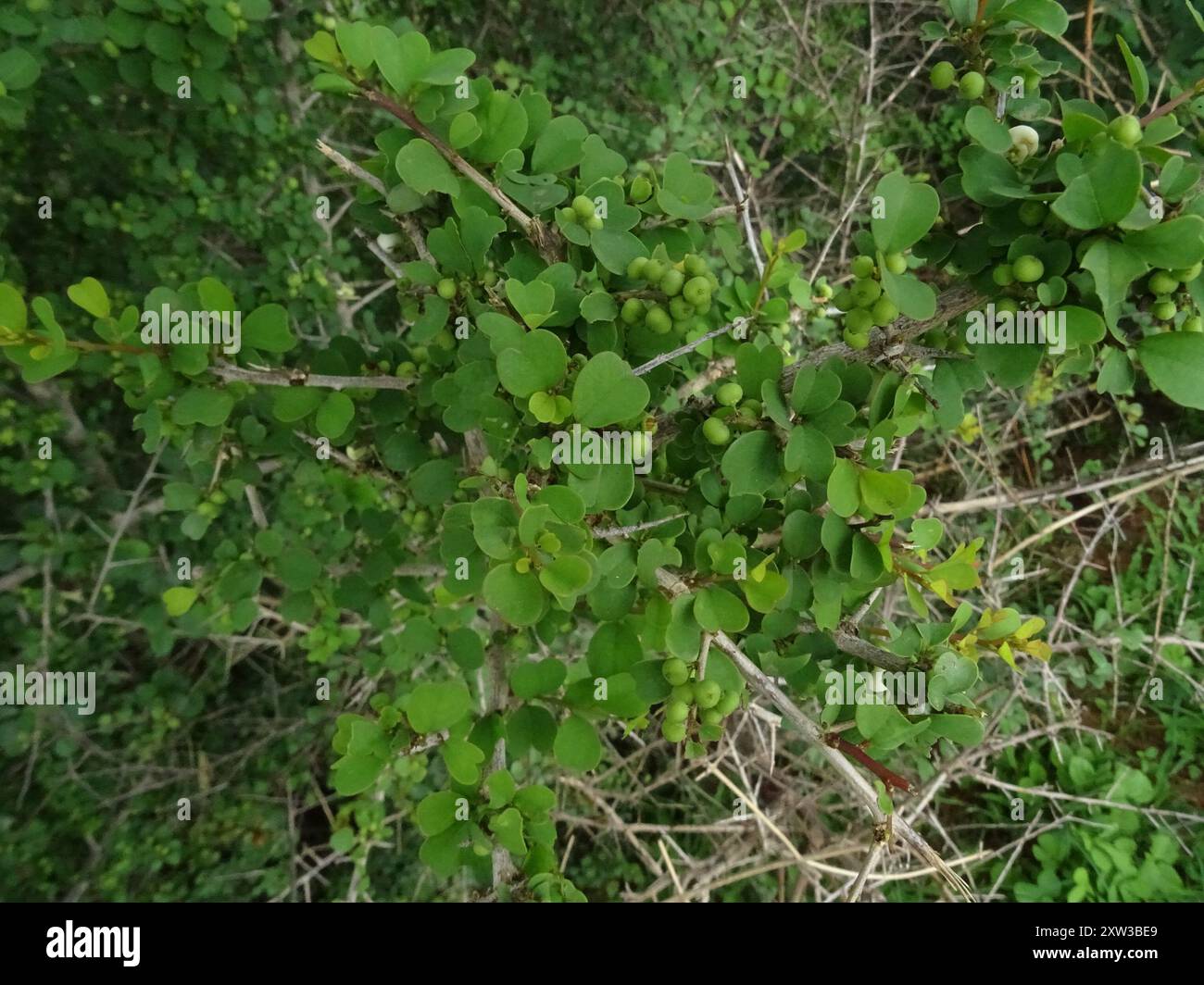 Indian snowberry (Flueggea leucopyrus) Plantae Stock Photo - Alamy