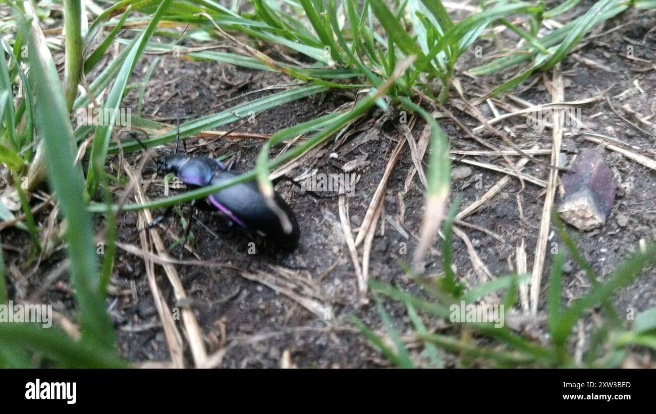 Violet ground beetle (Carabus violaceus) Insecta Stock Photo - Alamy