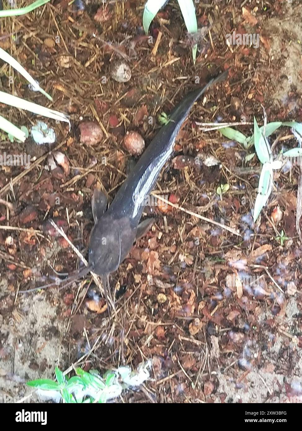 Walking catfish clarias batrachus hi-res stock photography and images ...