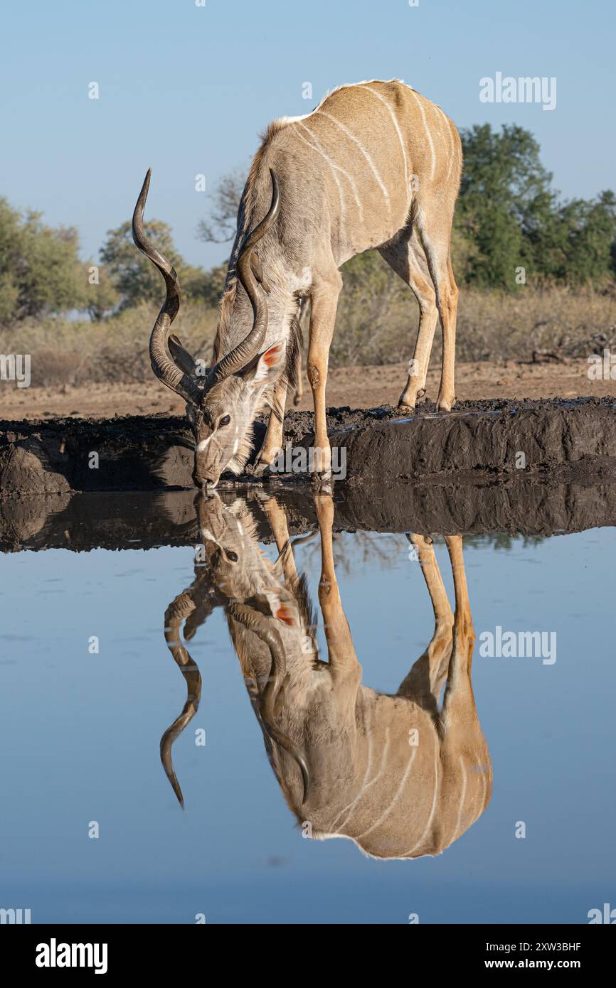 Kudu drinking at a water hole in Botswana Stock Photo - Alamy